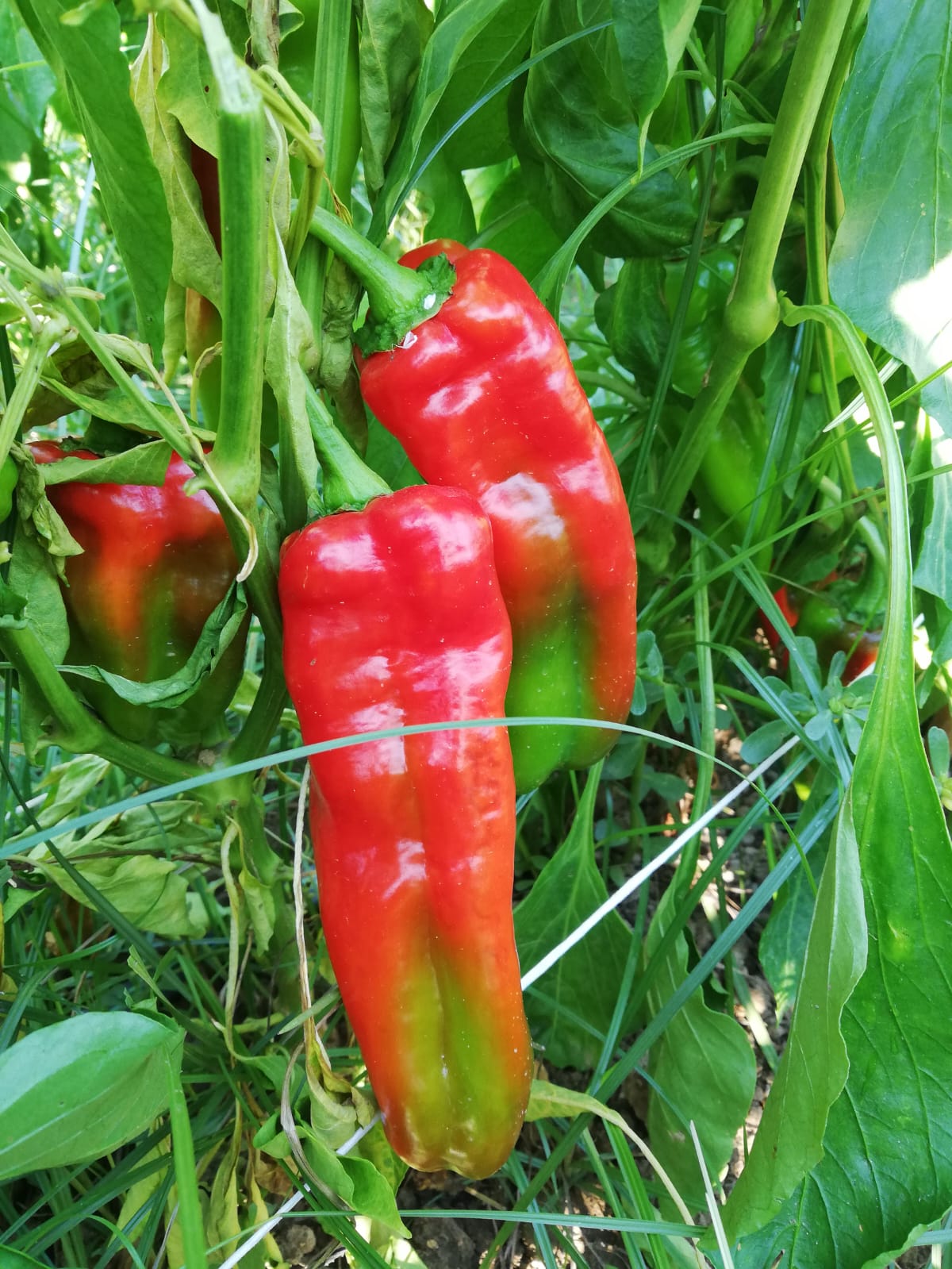 𝐏𝐎𝐍𝐓𝐄𝐂𝐎𝐑𝐕𝐎 - 𝐏𝐞𝐩𝐞𝐫𝐨𝐧𝐞 𝐃𝐎𝐏, 𝐟𝐞𝐬𝐭𝐚 𝐢𝐧 𝐚𝐫𝐫𝐢𝐯𝐨 - Il Giornale Nuovo.it